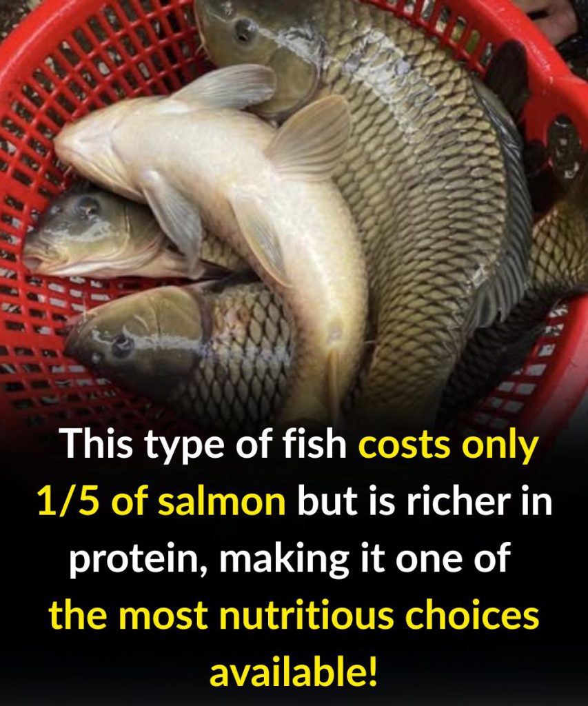 This type of fish costs only 1/5 of salmon but is richer in protein ...