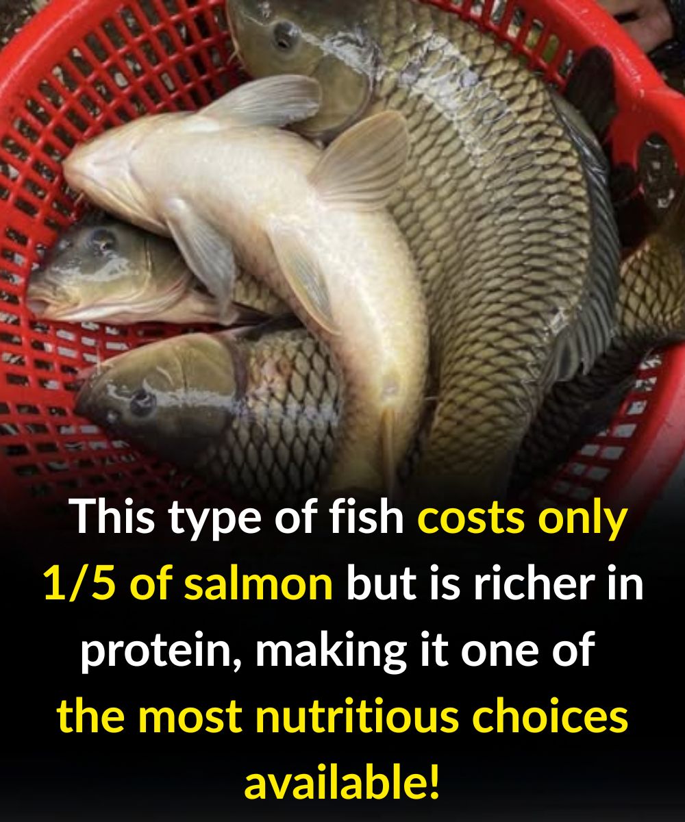 This type of fish costs only 1/5 of salmon but is richer in protein, making it one of the most ...