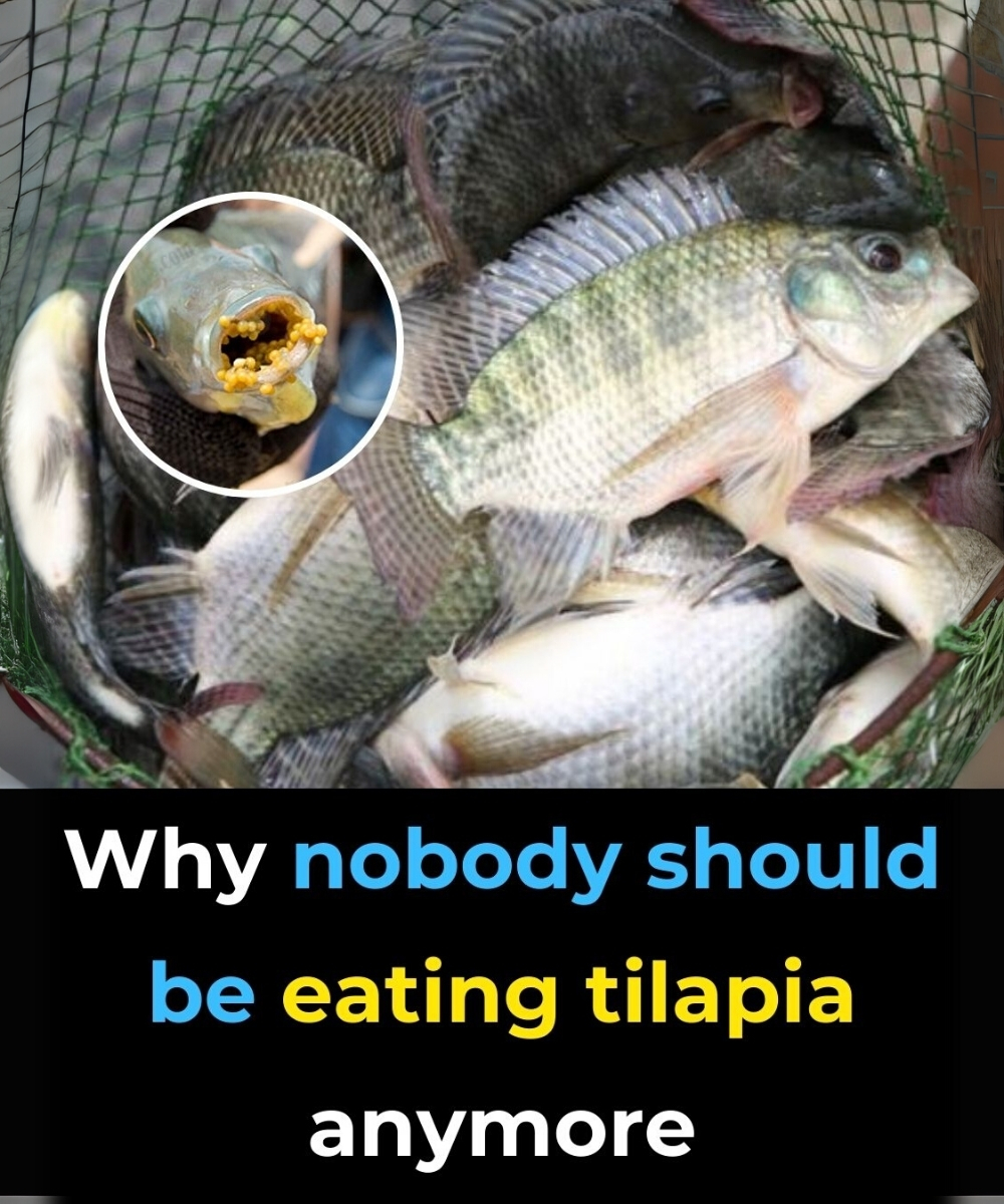 Should Children and Older Adults Eat Tilapia Regularly? – Best Recipes