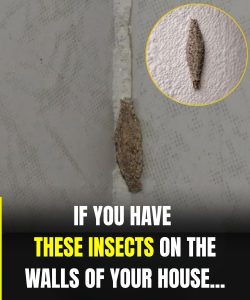 The Most Common Places This Insect Hides Inside Your Home – Best Recipes