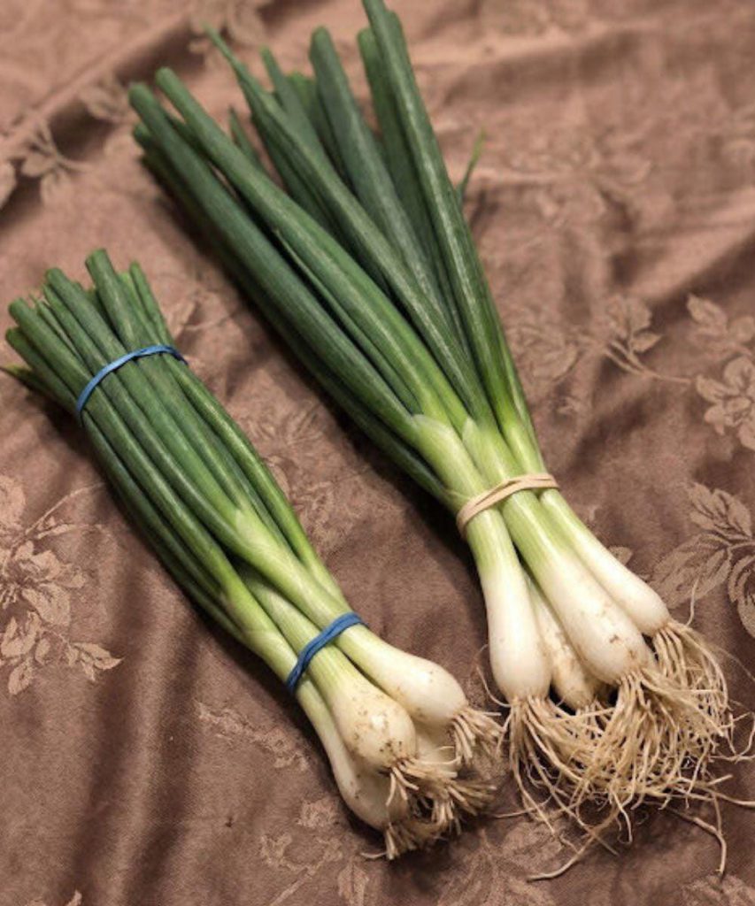 Doctors reveal that eating green onions causes … – Best Recipes